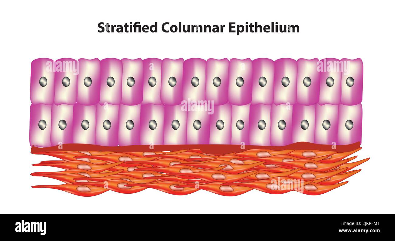 stratified columnar epithelium Stock Photo - Alamy