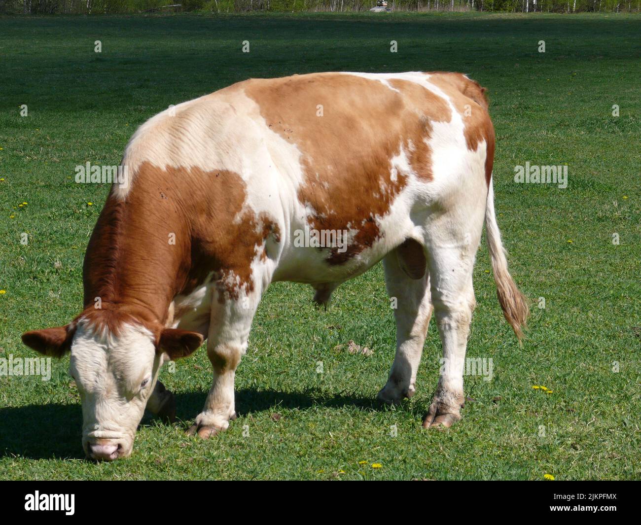 Simmental cattle hi-res stock photography and images - Alamy