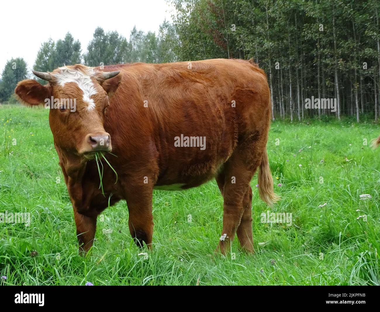 Big brown cow in green grass field hi-res stock photography and images ...