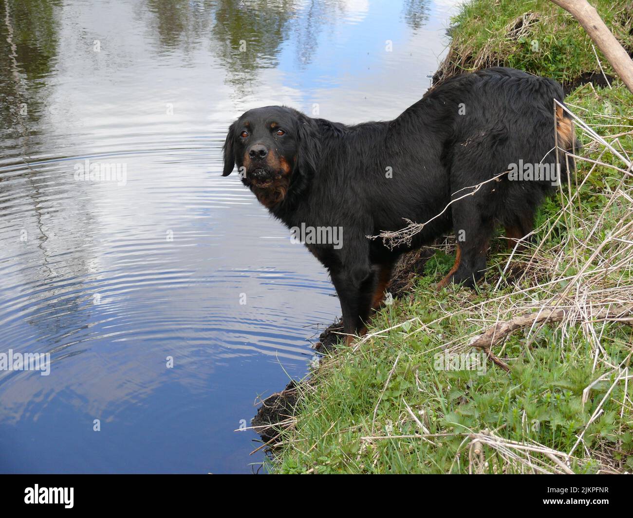 A close-up shot of a black scottish setter standing on a grass right ...