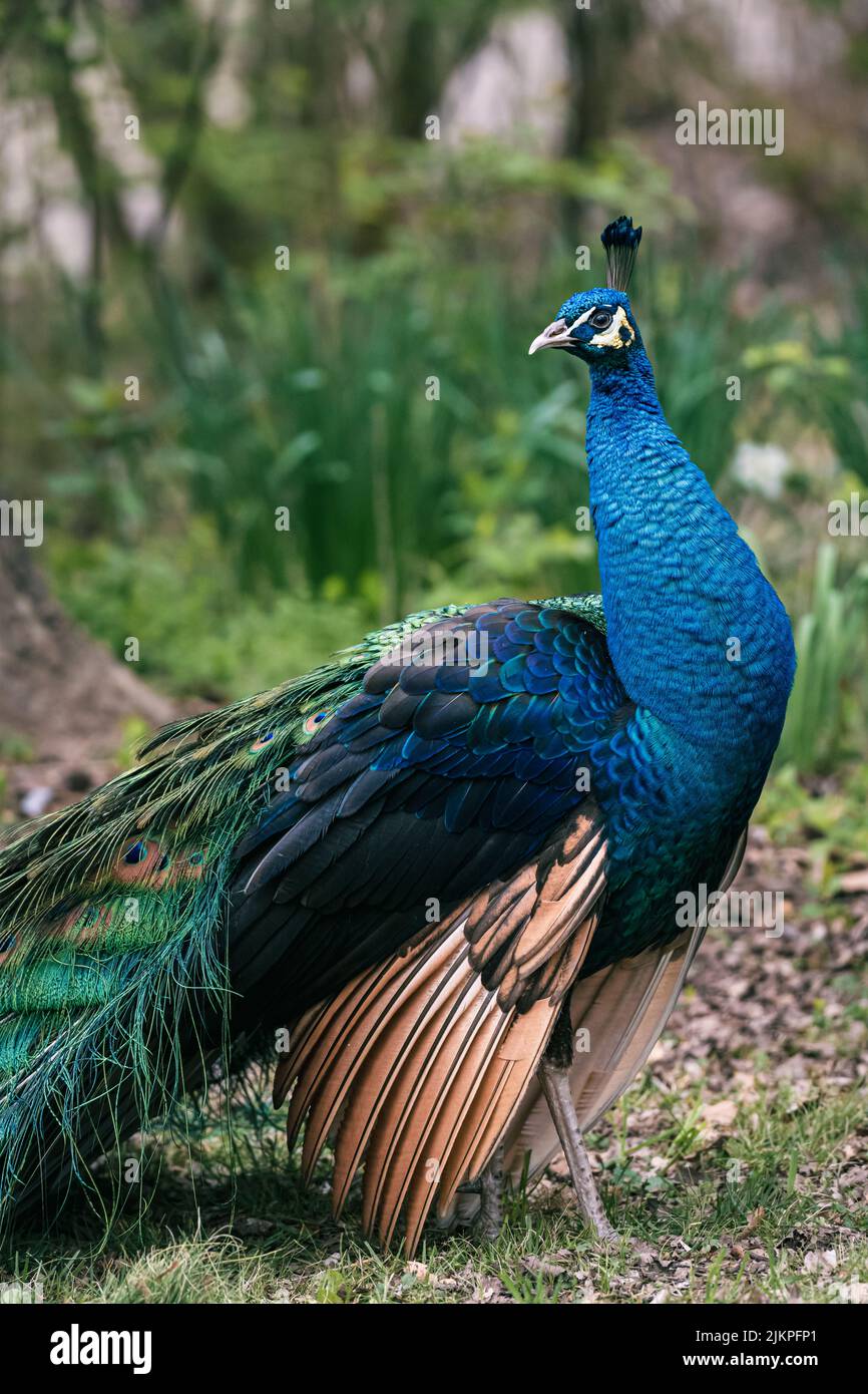 a vertical shot of peacock in Nashville zoo Stock Photo - Alamy