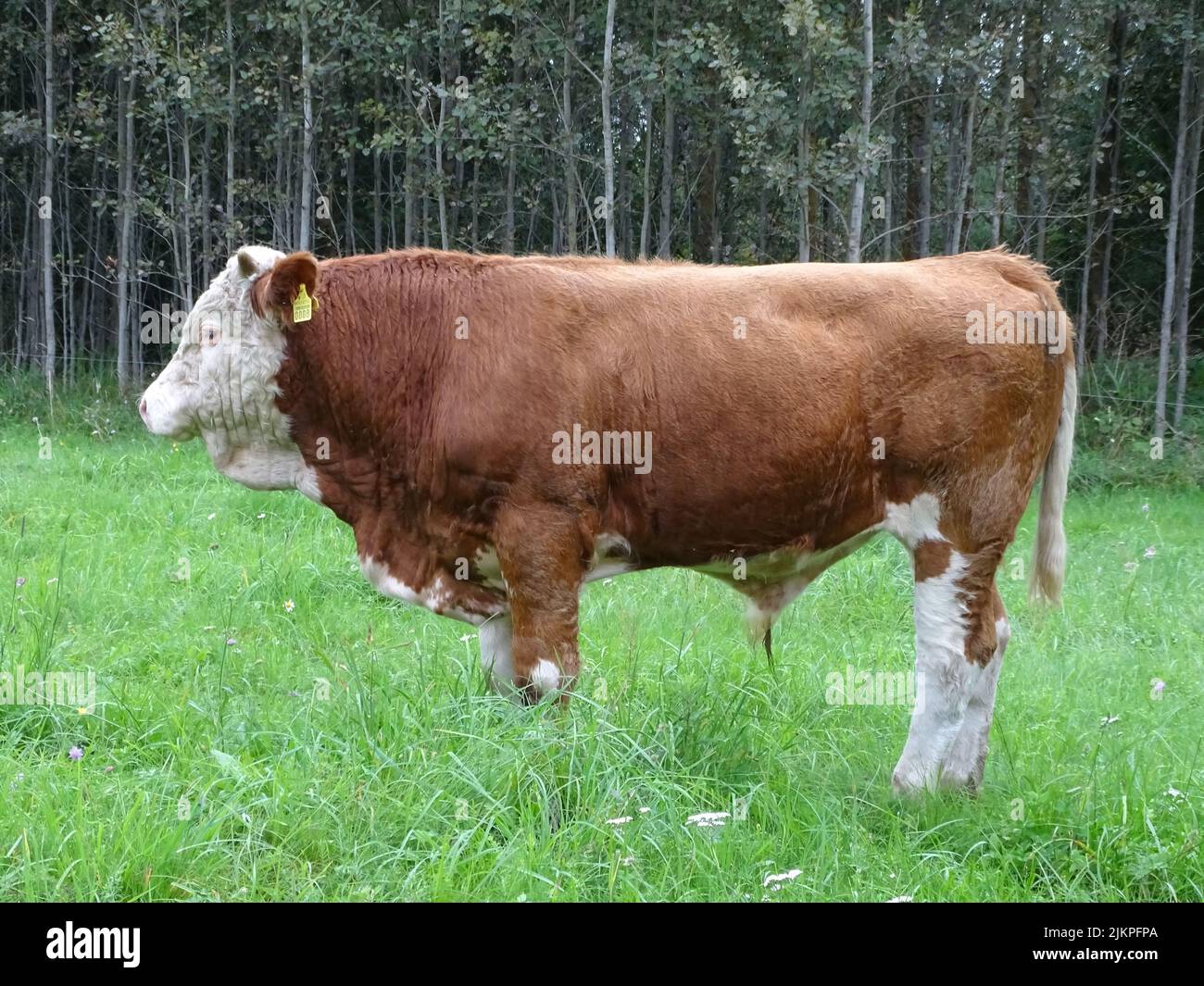 Simmental cattle hi-res stock photography and images - Alamy