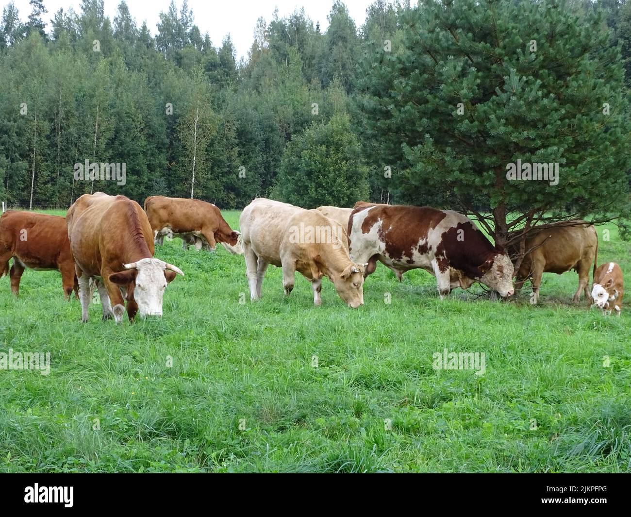 Agriculture in summer trees in rural areas hi-res stock photography and ...
