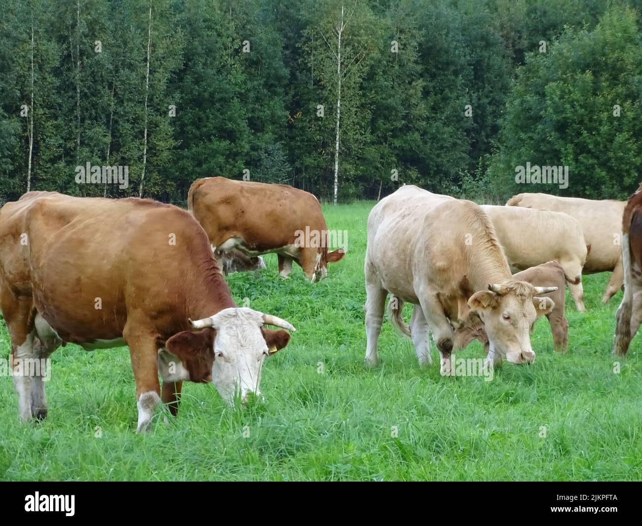 Group cows grazing grass field hi-res stock photography and images - Alamy