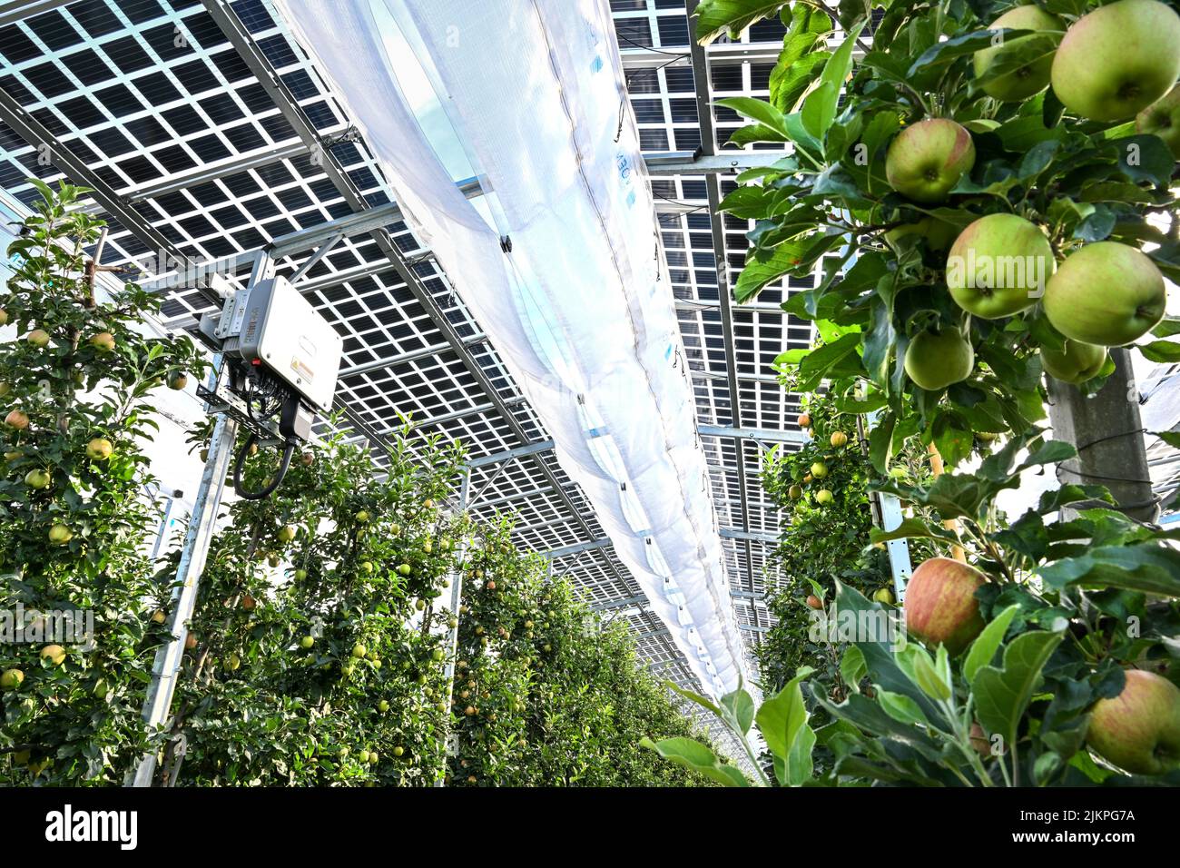 Kressbronn Am Bodensee, Germany. 02nd Aug, 2022. An agri-photovoltaic ...