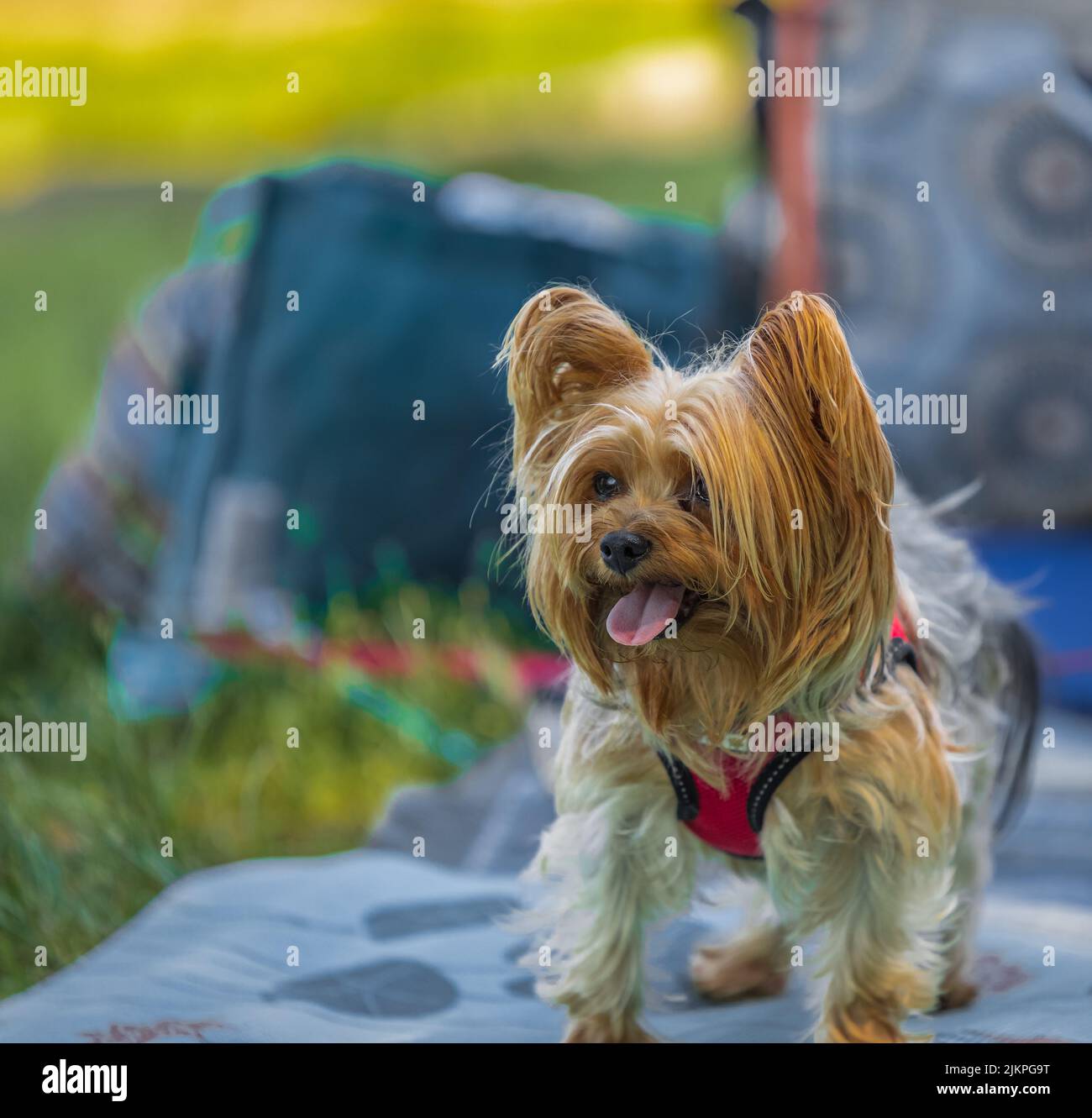 Little Yorkshire Terrier posing in a park on sunny day. Yorkie Dog ...