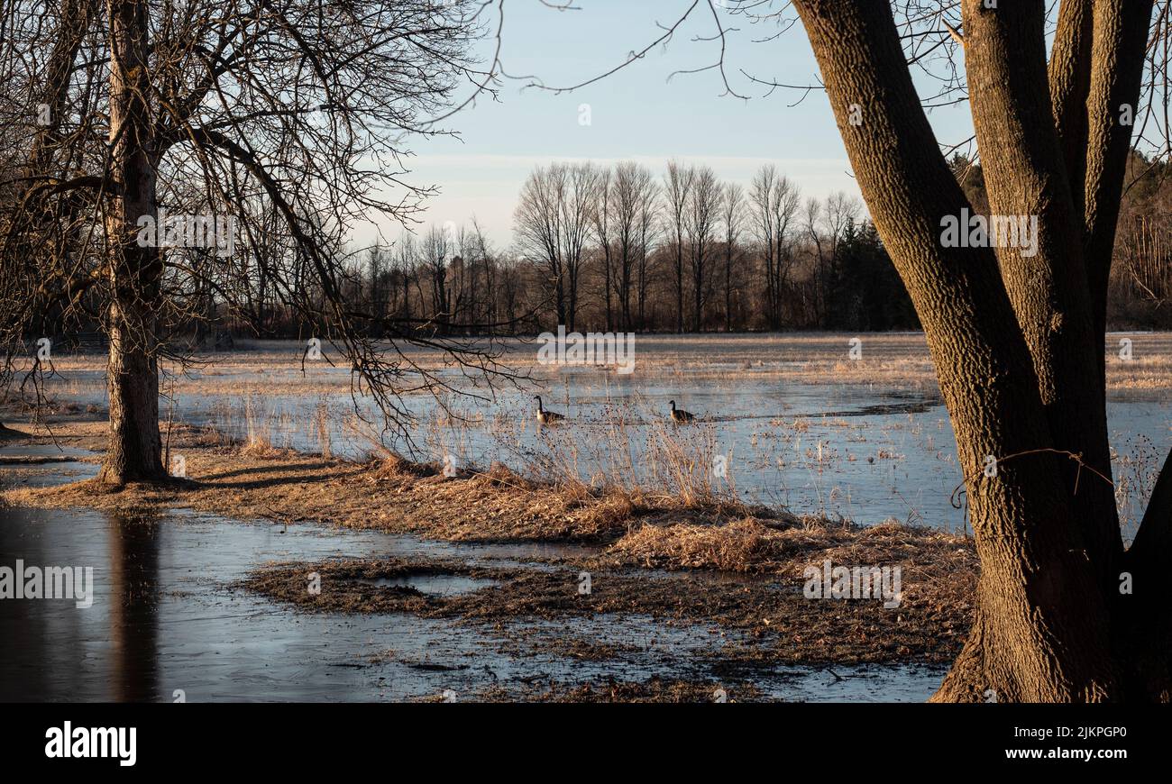 Golden Hour with a side order of Canada Geese Stock Photo - Alamy