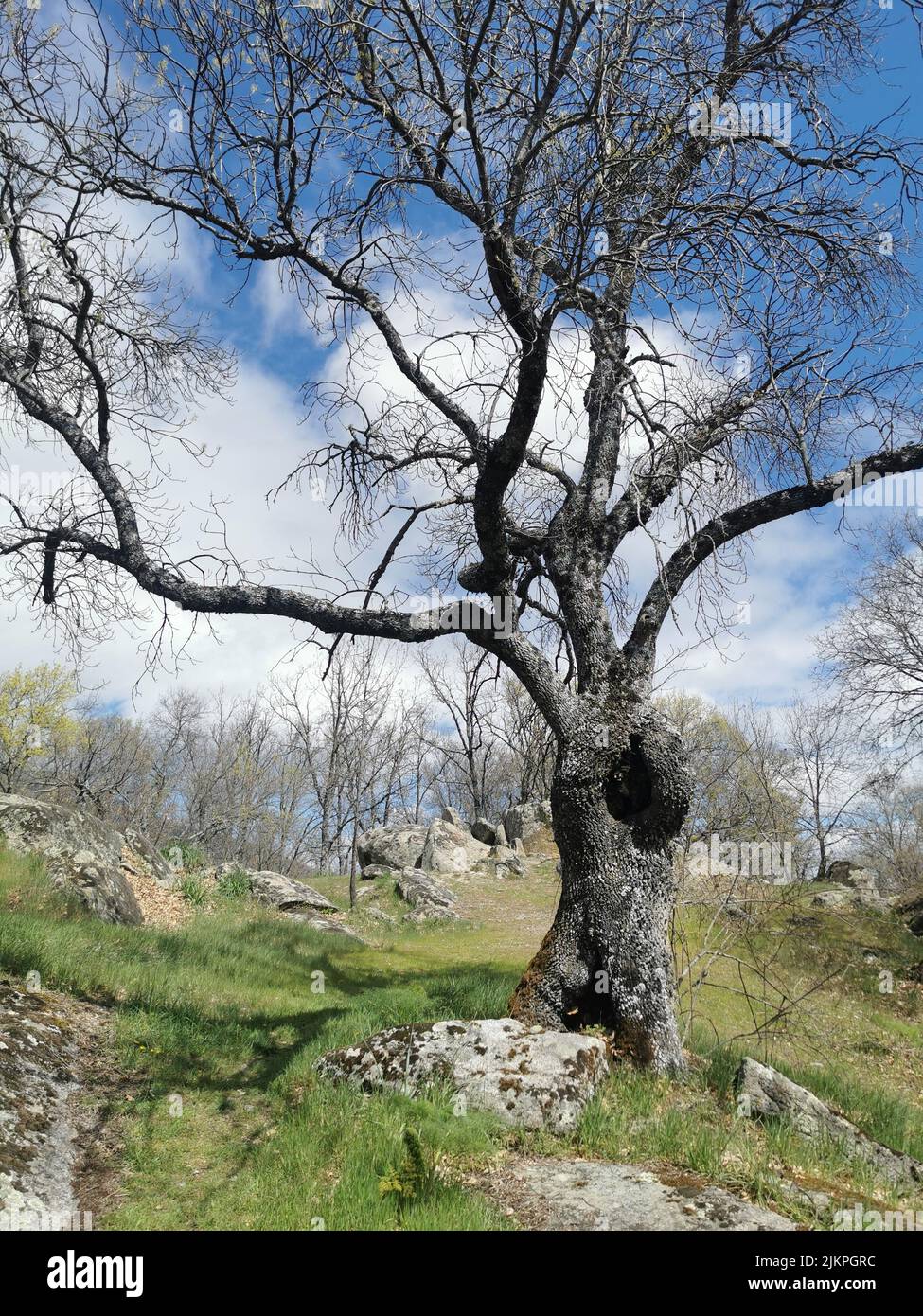 A vertical shot of a beautiful big old tree in the middle of a park ...