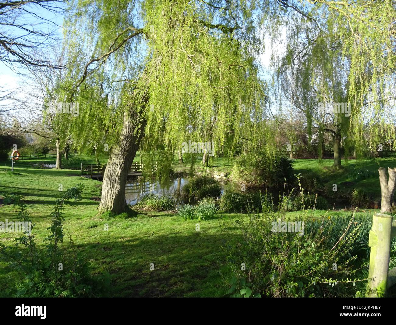 A natural view of weeping willow trees in Chalkwell Park, England Stock ...