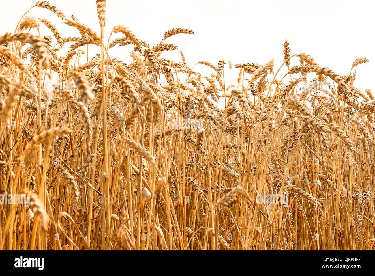 Ripe ears of wheat isolated on white. Rural agriculture concept Stock ...