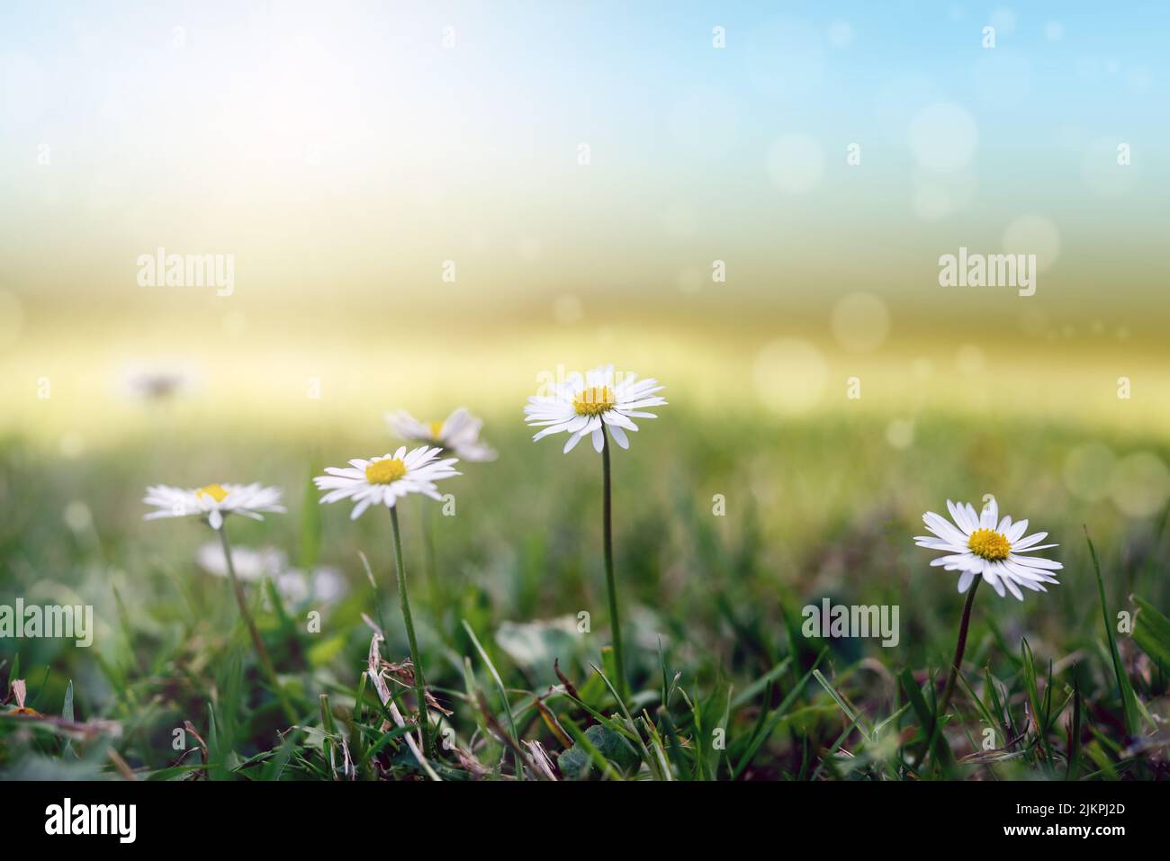 Summer background with daisy flowers on green grass against blue sky ...