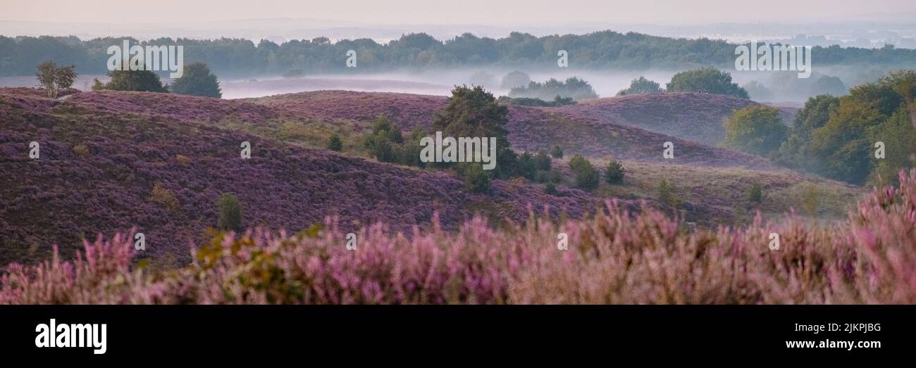 Posbank National park Veluwe, purple pink heather in bloom, blooming ...