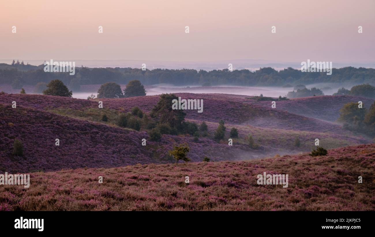 Posbank National park Veluwe, purple pink heather in bloom, blooming ...