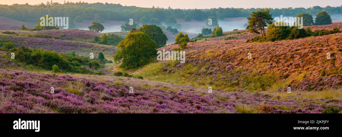 Posbank National park Veluwe, purple pink heather in bloom, blooming ...