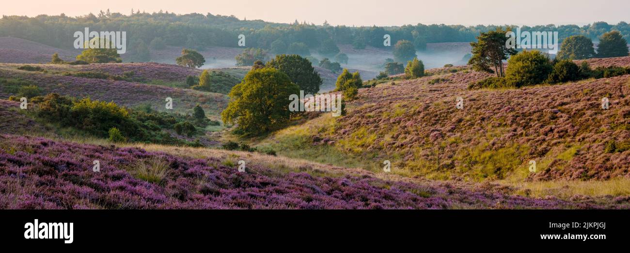 Posbank National park Veluwe, purple pink heather in bloom, blooming ...