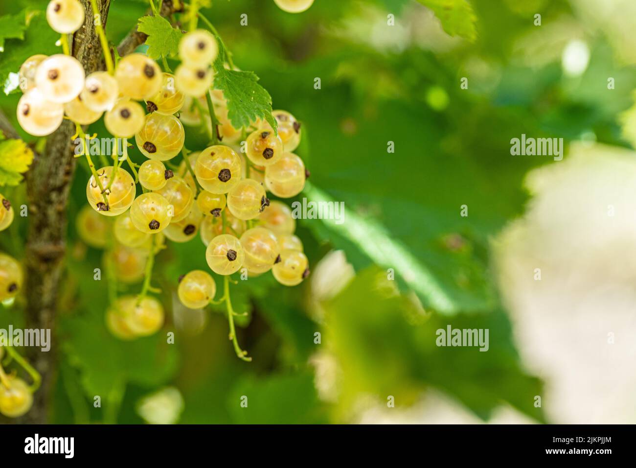 yellow currant berries with green leaves in the garden . red berries ...