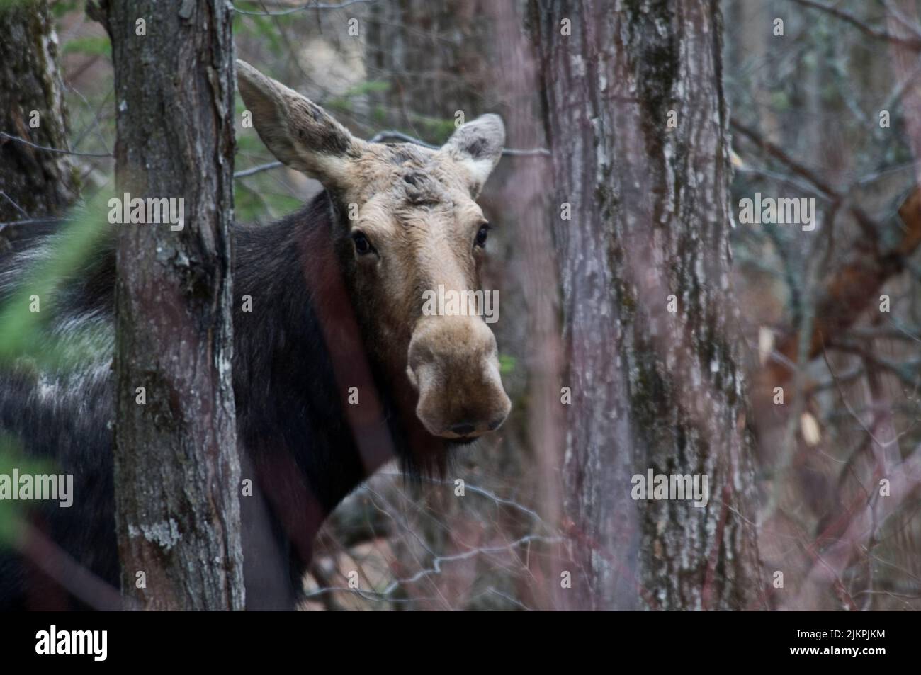 Moose hiding in the forest looking out at those looking in Stock Photo ...