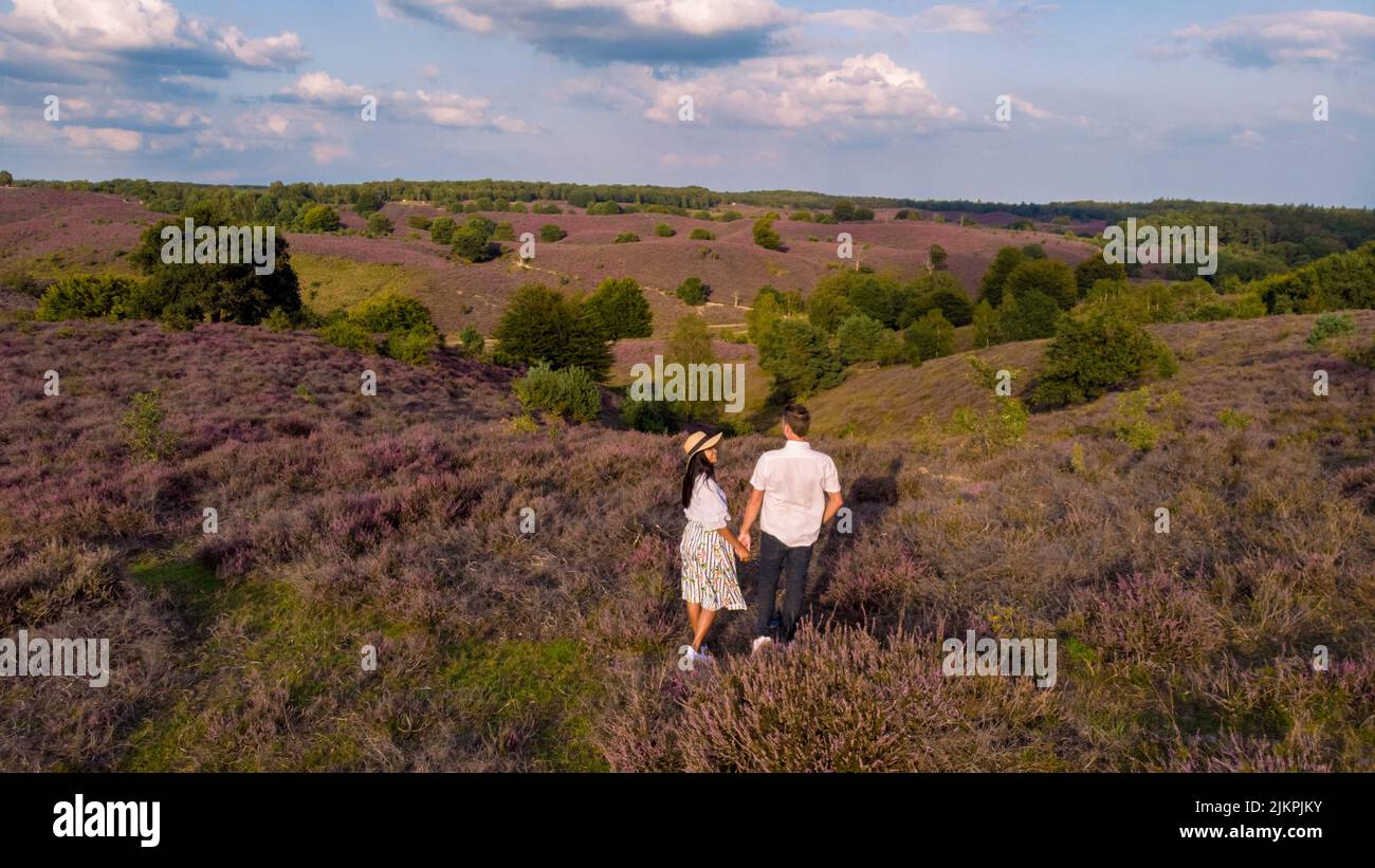 Posbank National park Veluwe, purple pink heather in bloom, blooming ...