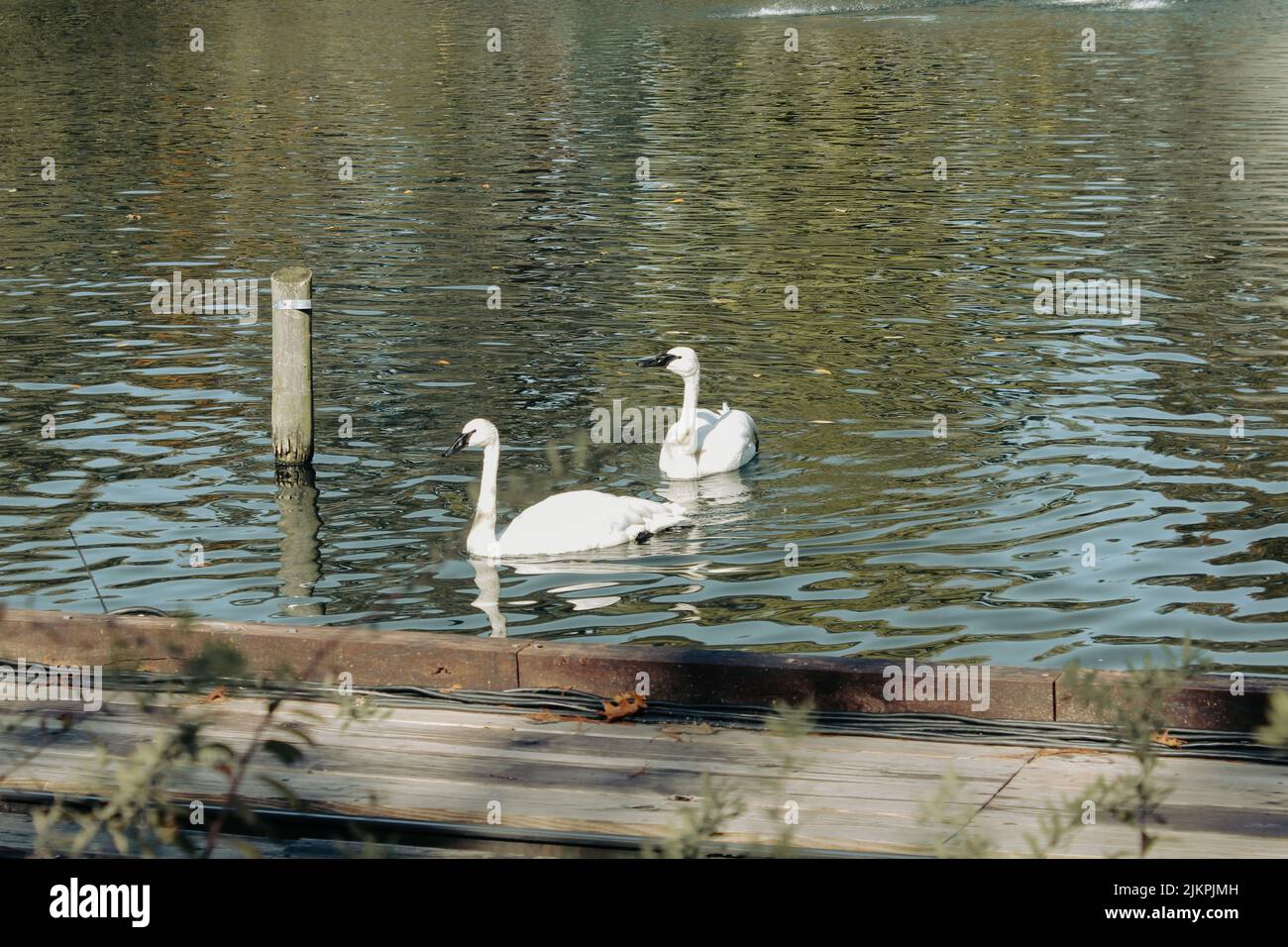 A bright summer day with two cute swans swimming in the lake at the ...