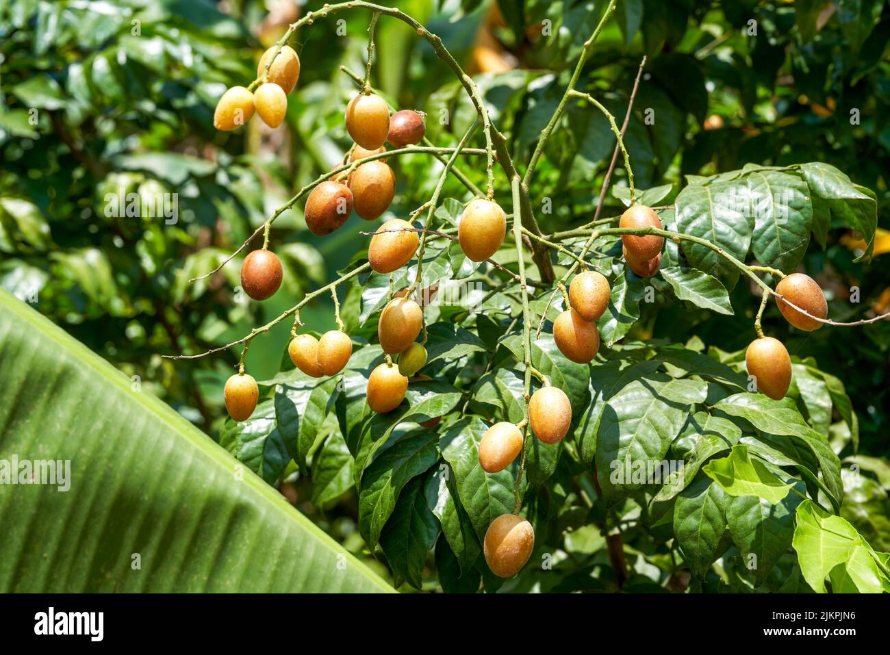 Mountain yellow bark fruit tree planted in wild orchard Stock Photo - Alamy