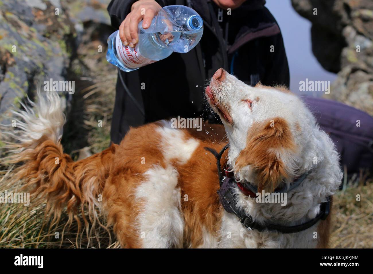 Dog Drinking Water from plastic bottle Stock Photo - Alamy