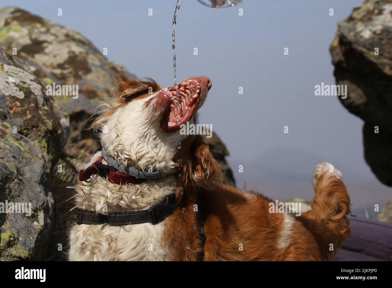 Dog Drinking Water from plastic bottle Stock Photo - Alamy