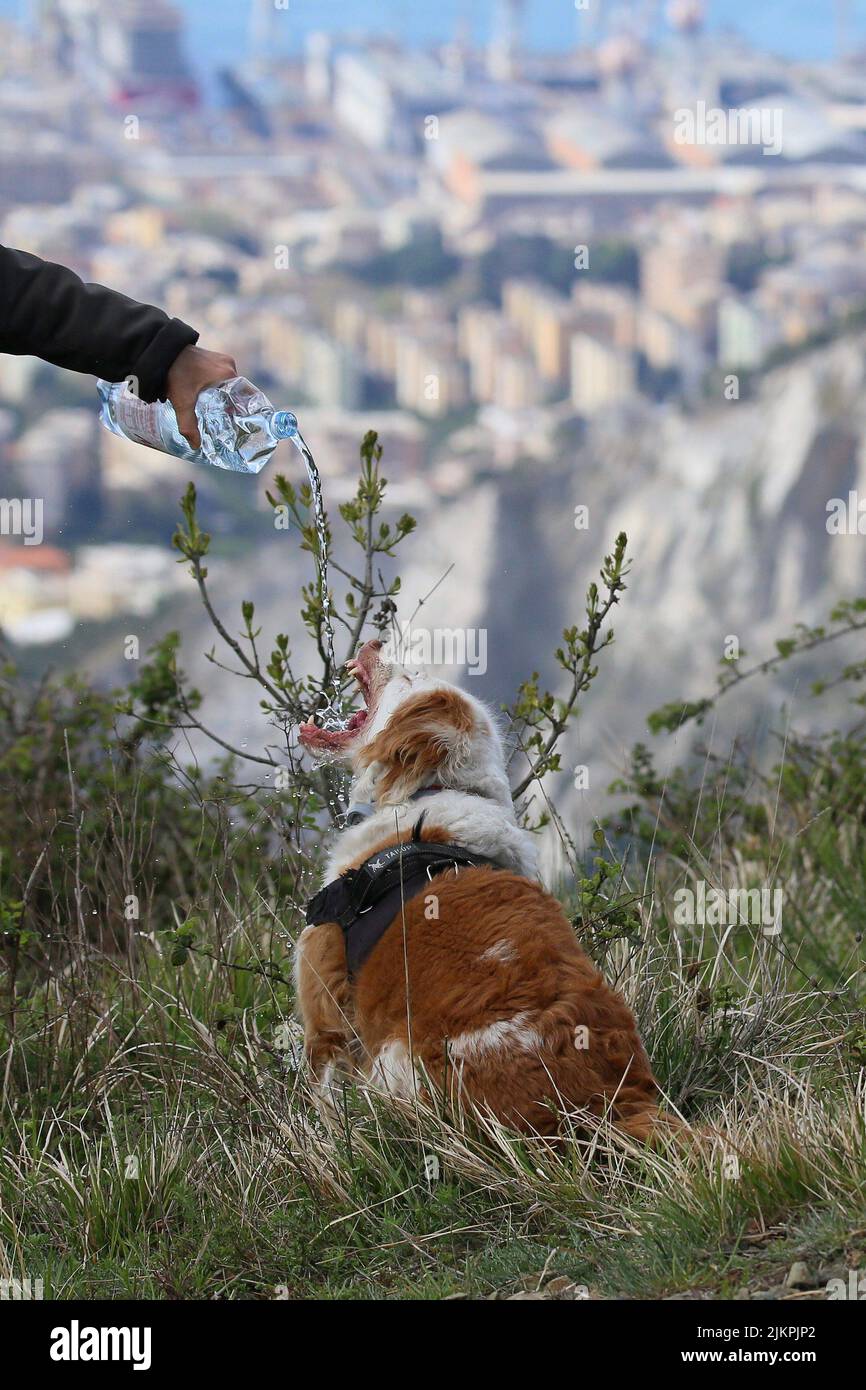 Dog Drinking Water from plastic bottle Stock Photo - Alamy