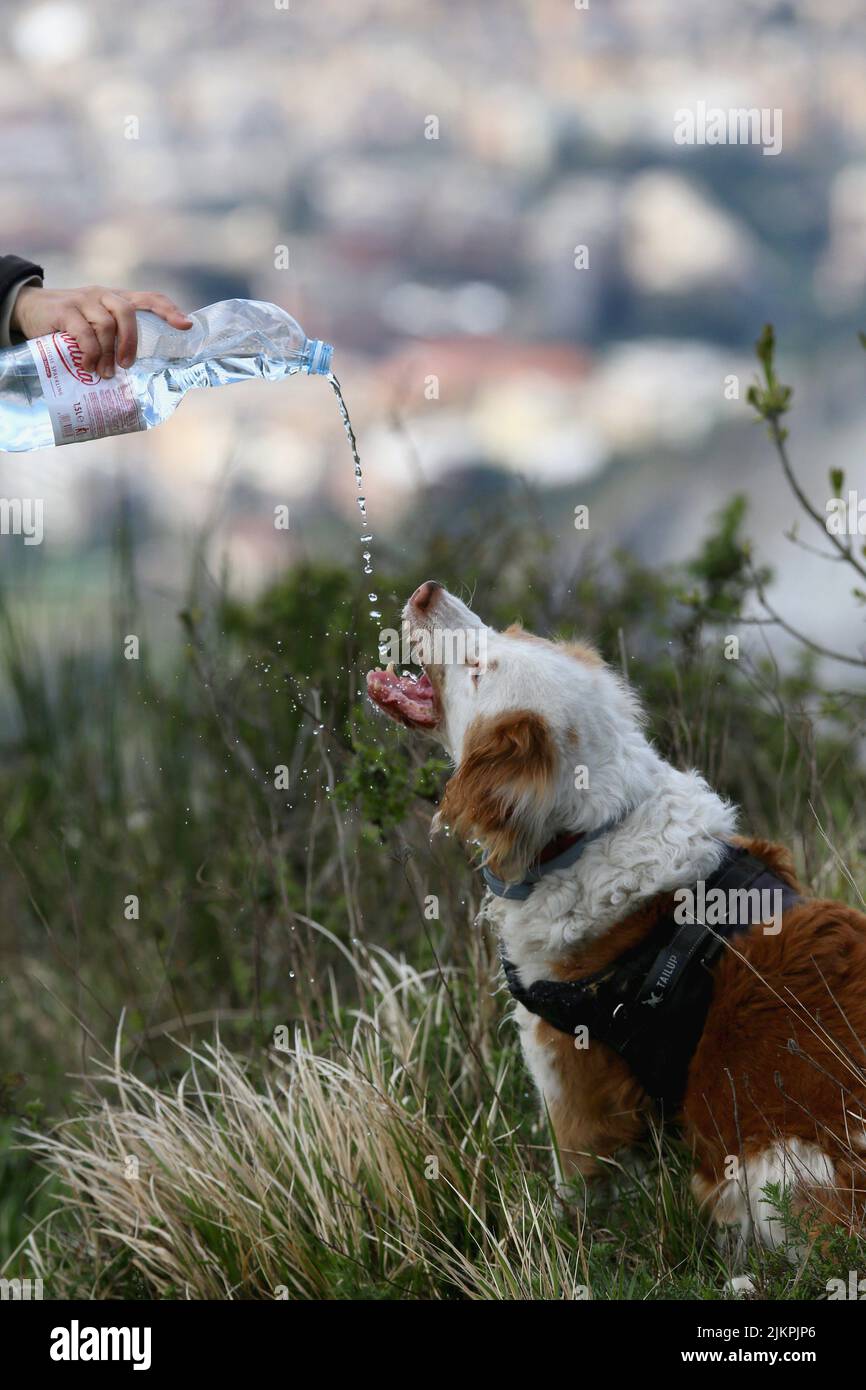 Dog Drinking Water from plastic bottle Stock Photo - Alamy