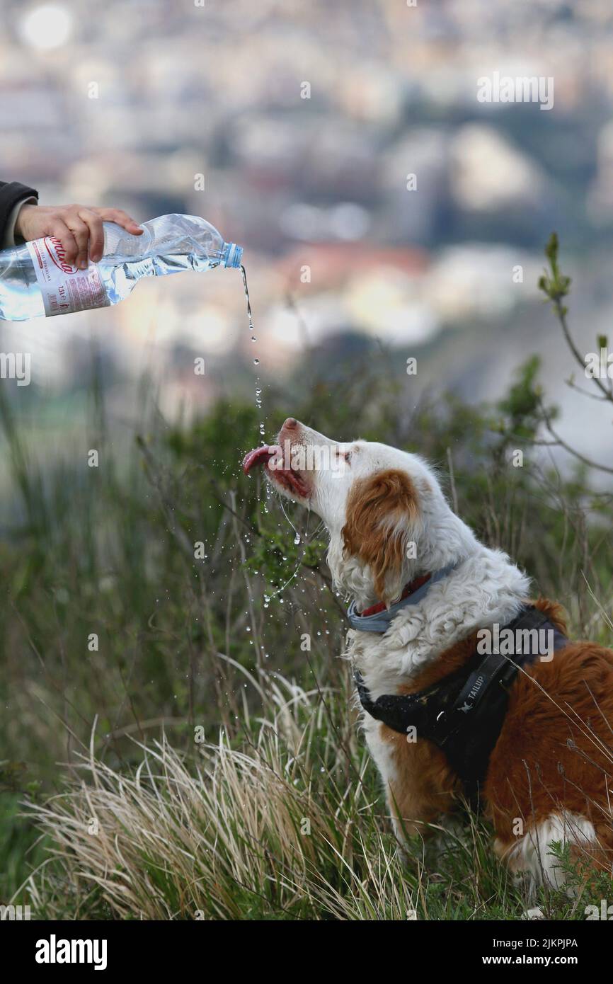 Dog Drinking Water from plastic bottle Stock Photo - Alamy
