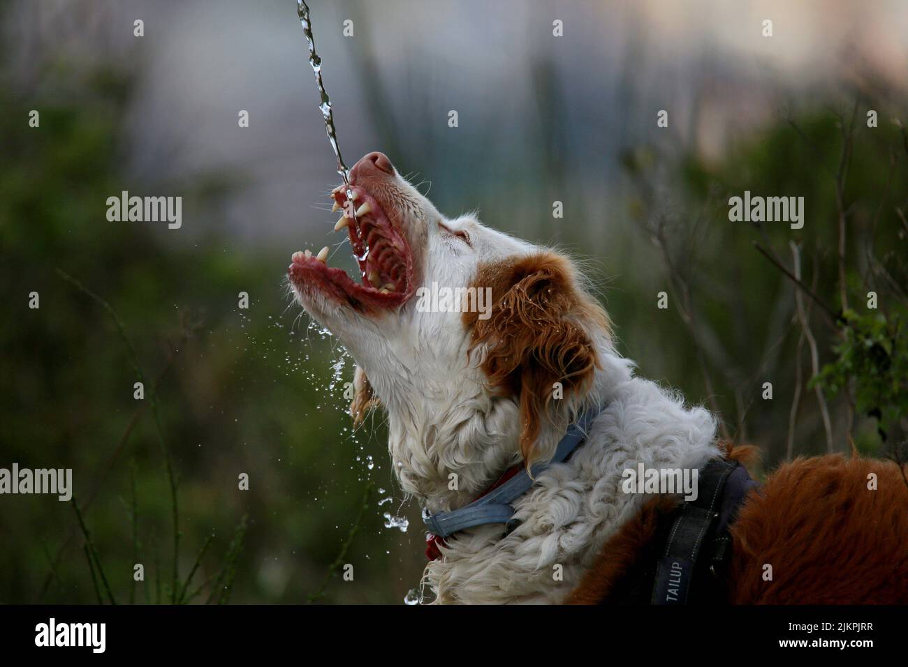 Dog Drinking Water from plastic bottle Stock Photo - Alamy