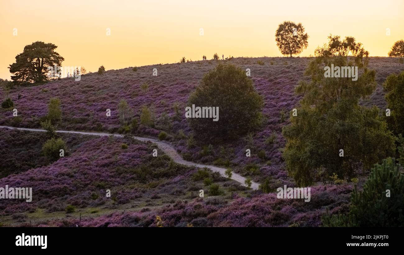 Posbank National park Veluwe, purple pink heather in bloom, blooming ...