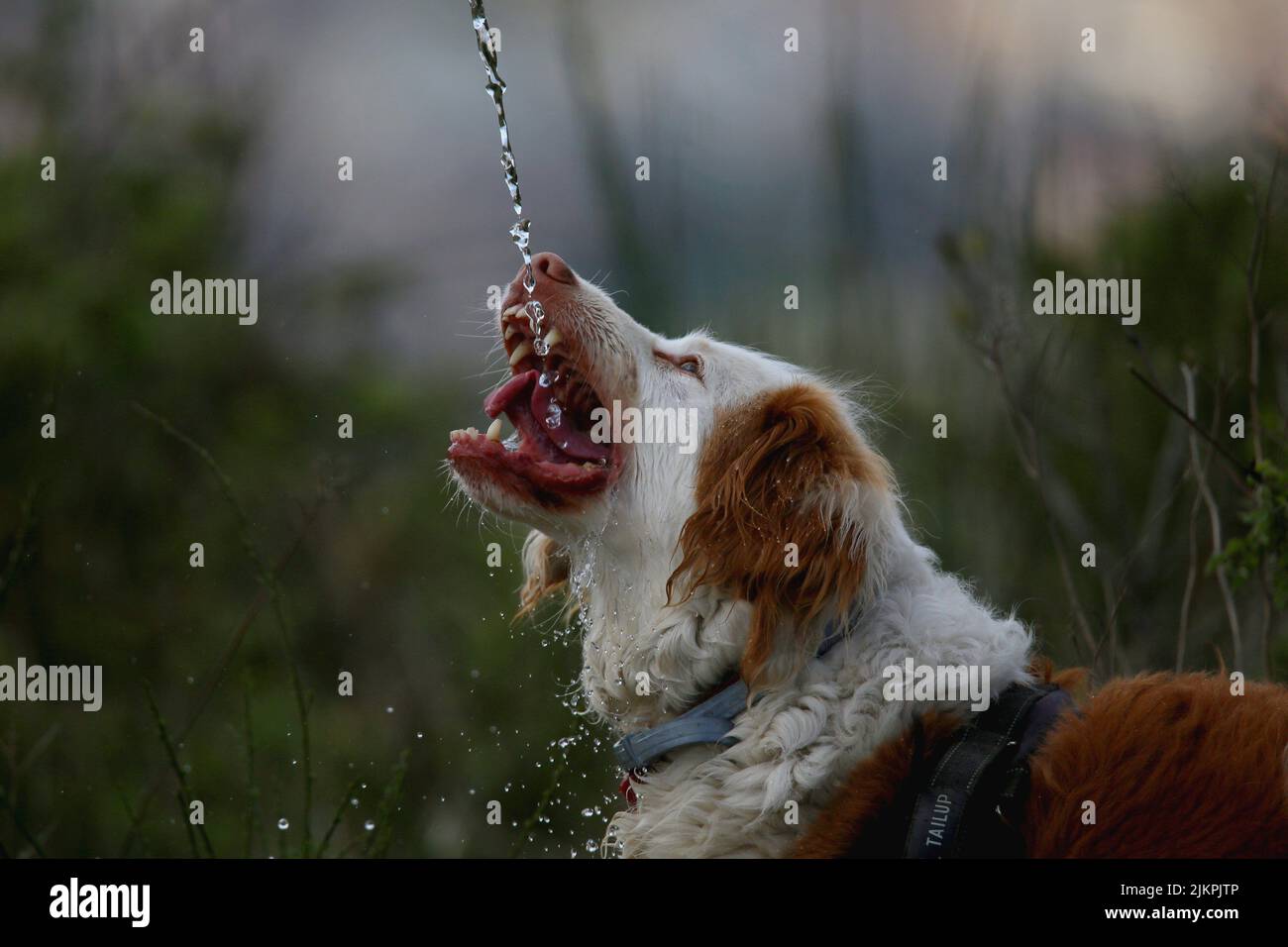 Dog Drinking Water from plastic bottle Stock Photo - Alamy