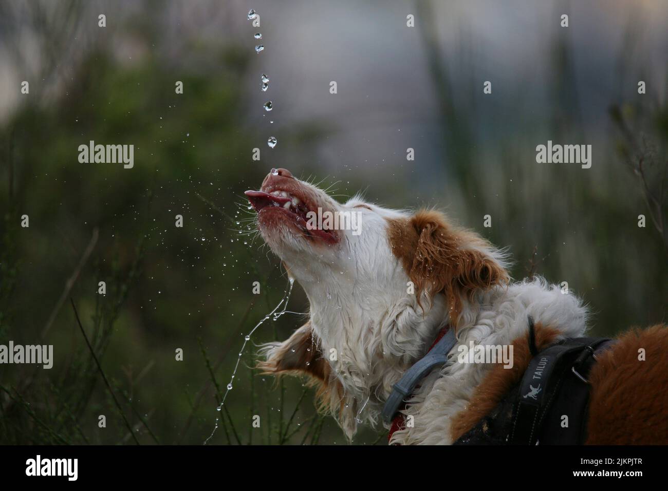 Dog Drinking Water from plastic bottle Stock Photo - Alamy