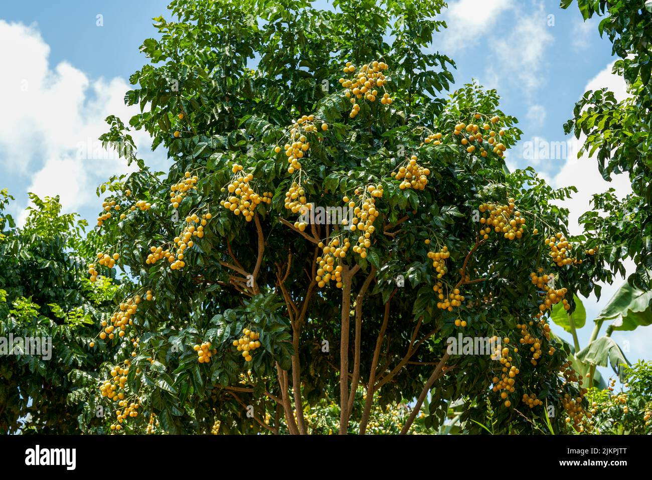 Mountain yellow bark fruit tree planted in wild orchard Stock Photo - Alamy