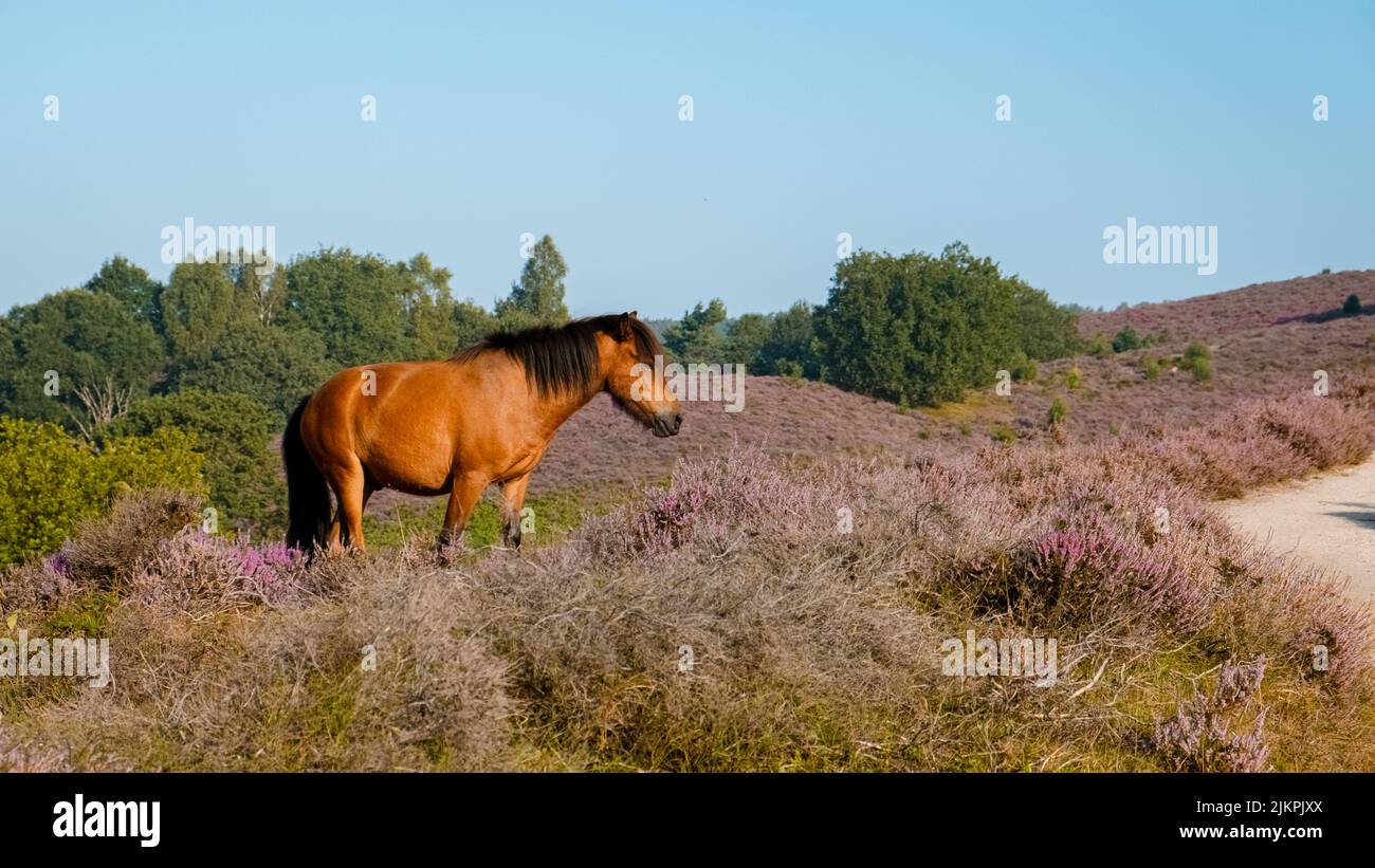 Posbank National park Veluwe, purple pink heather in bloom, blooming ...