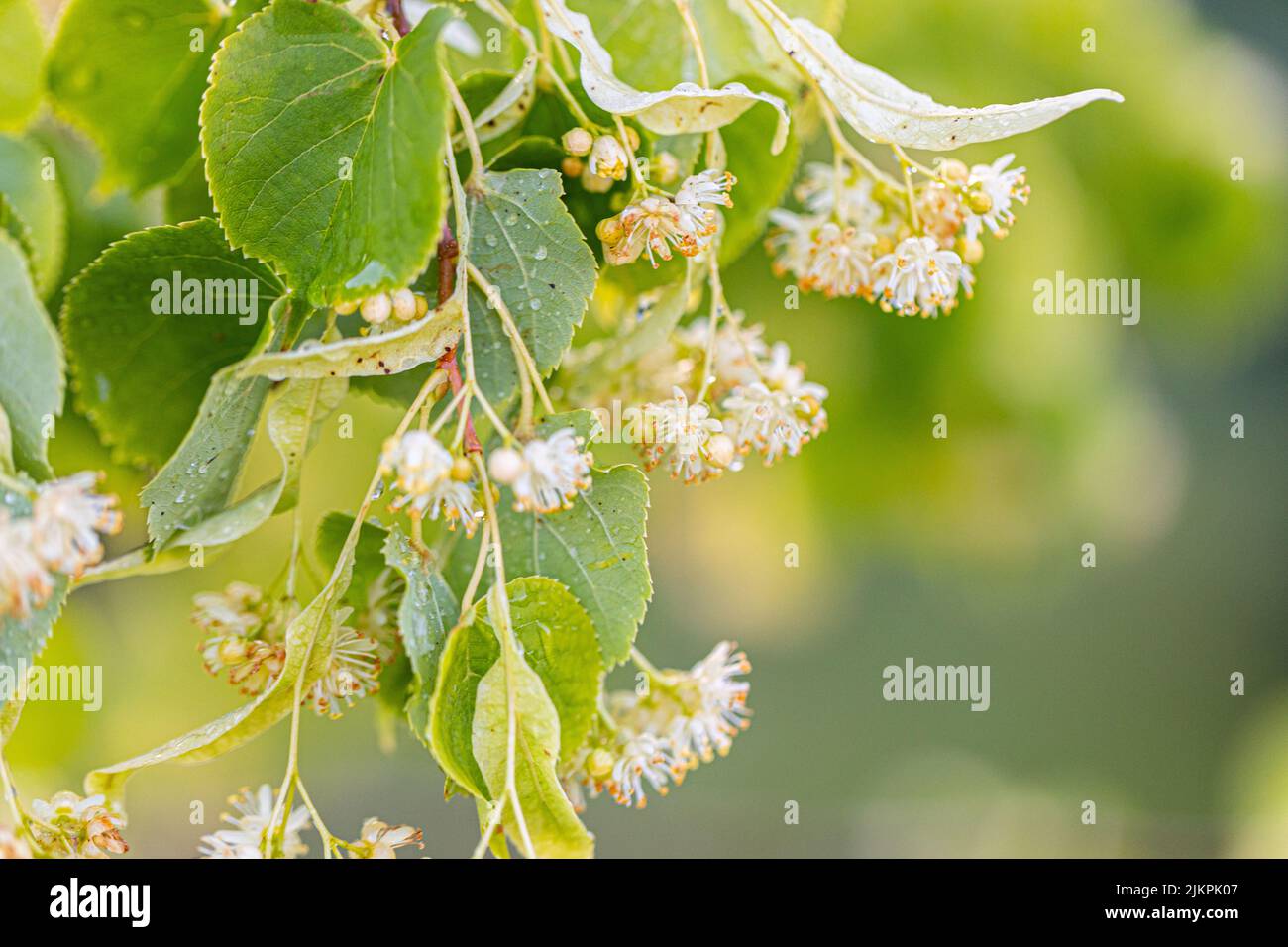 Linden blossom of Tilia cordata tree (small-leaved lime, littleleaf ...
