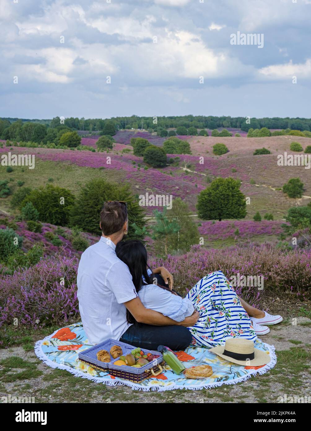 Posbank National park Veluwe, purple pink heather in bloom, blooming ...