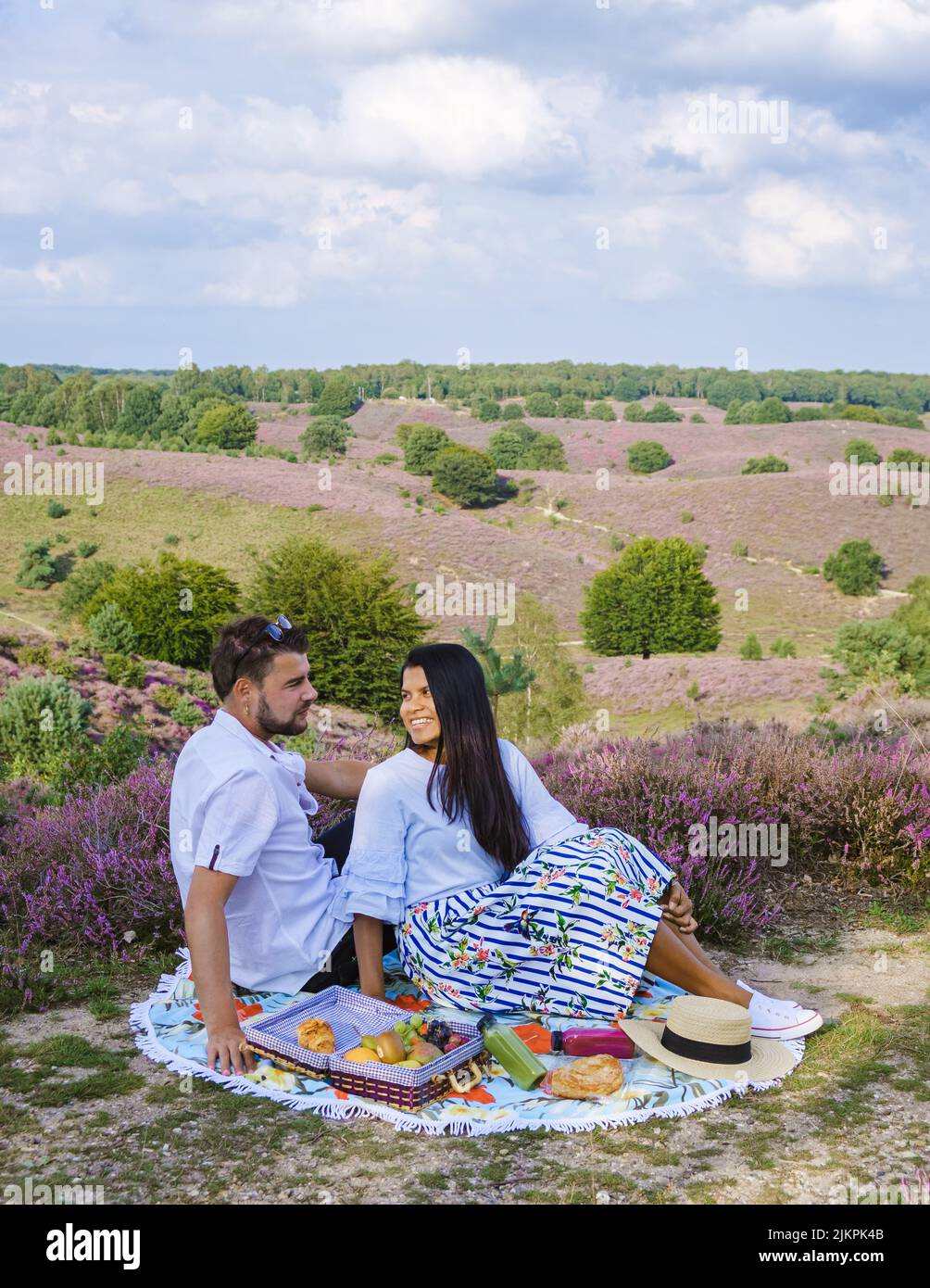 Posbank National park Veluwe, purple pink heather in bloom, blooming ...