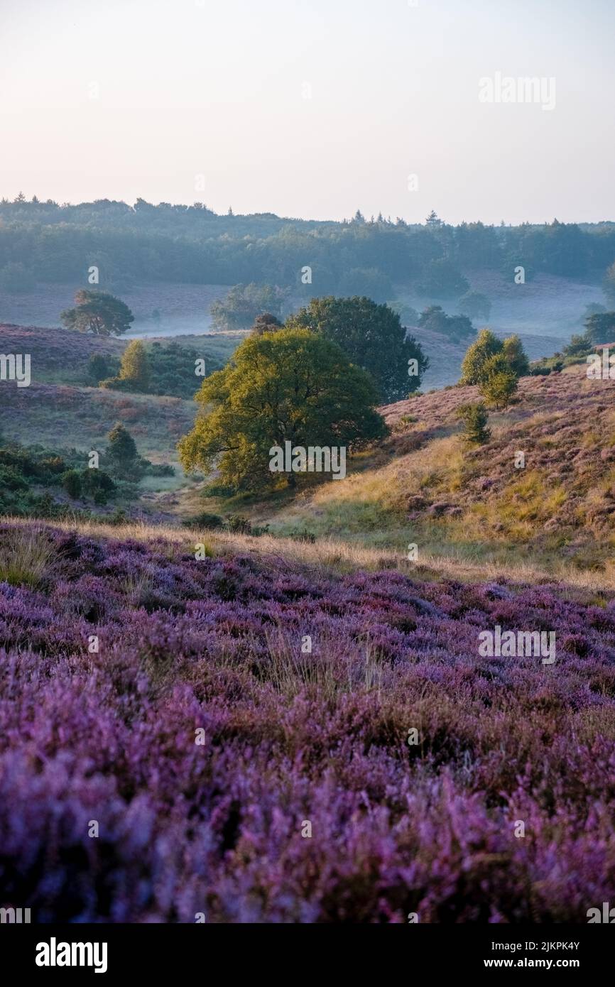 Posbank National park Veluwe, purple pink heather in bloom, blooming ...