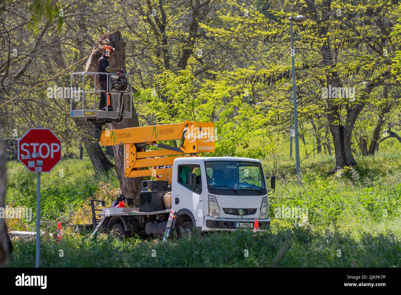 Tree maintenance team hi-res stock photography and images - Alamy