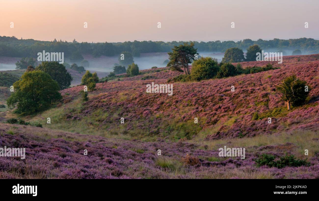 Posbank National park Veluwe, purple pink heather in bloom, blooming ...