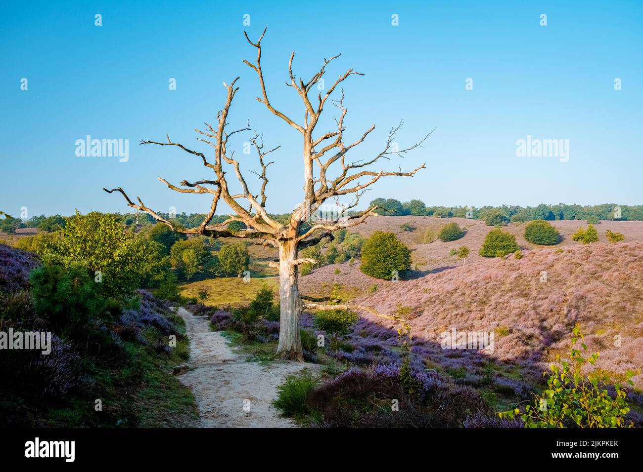 Posbank National park Veluwe, purple pink heather in bloom, blooming ...