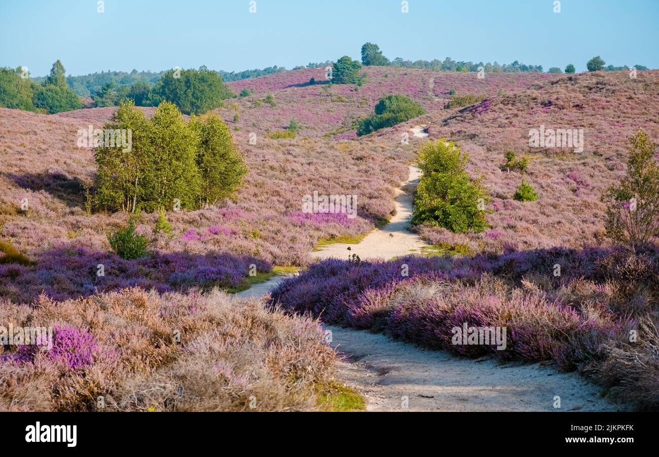 Posbank National park Veluwe, purple pink heather in bloom, blooming ...