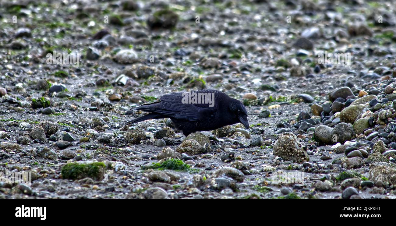 Crow perched on rock hi-res stock photography and images - Alamy
