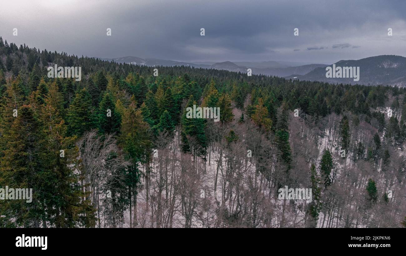 A half-snowy forest on the mountains Stock Photo - Alamy