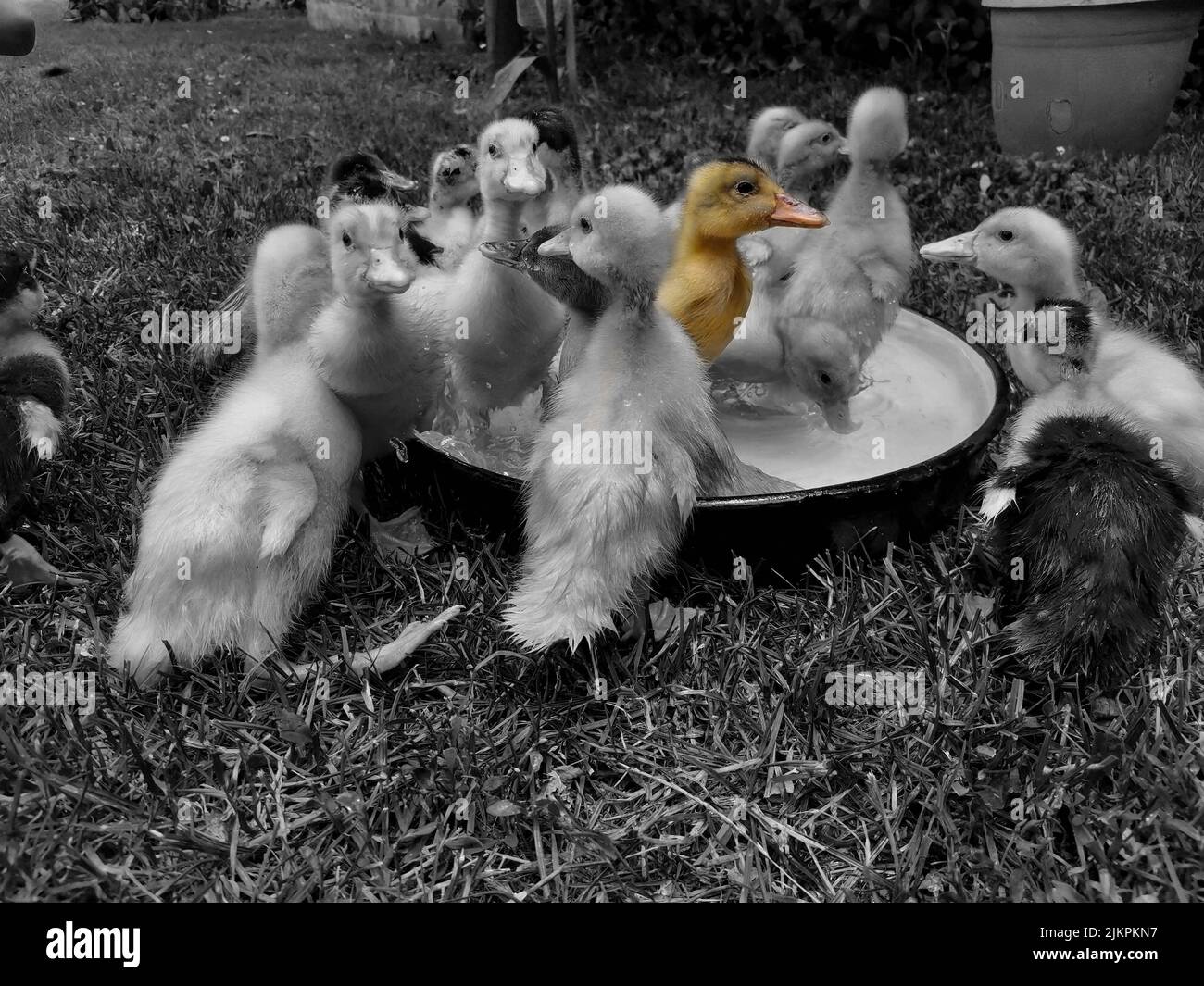 Many cute little duckings drinking water from a bowl Stock Photo - Alamy