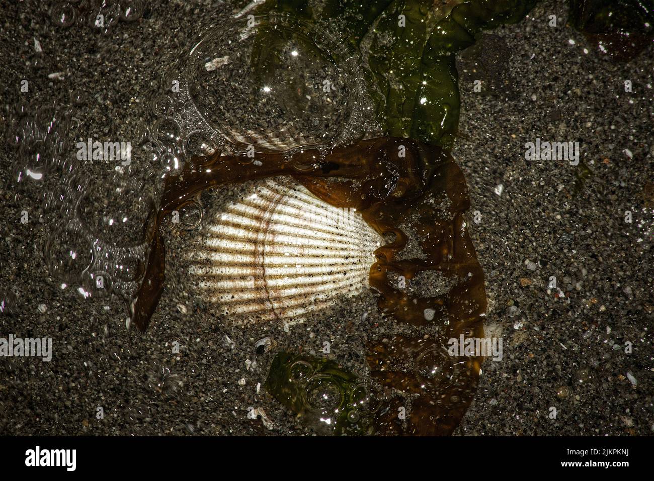 A top view of a seashell stuck in the sand on a beach Stock Photo - Alamy