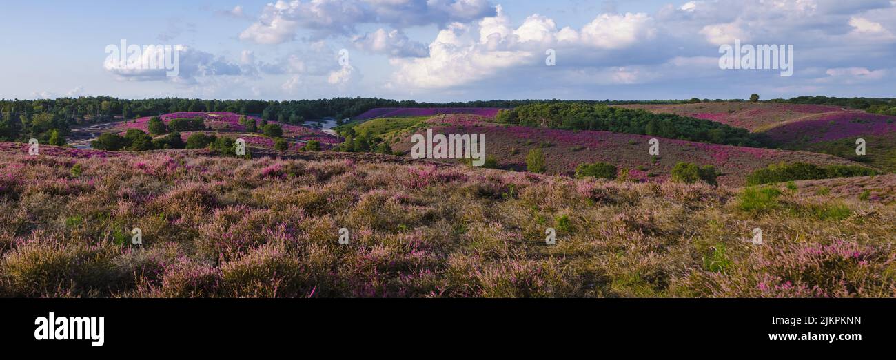 Posbank National park Veluwe, purple pink heather in bloom, blooming ...