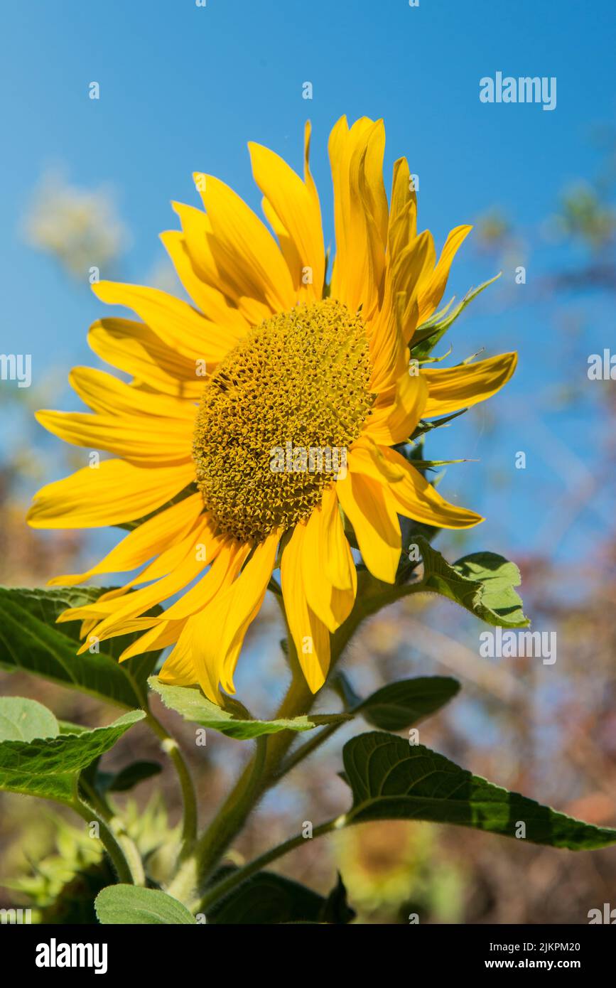 Sunbeam sunflower hi-res stock photography and images - Alamy
