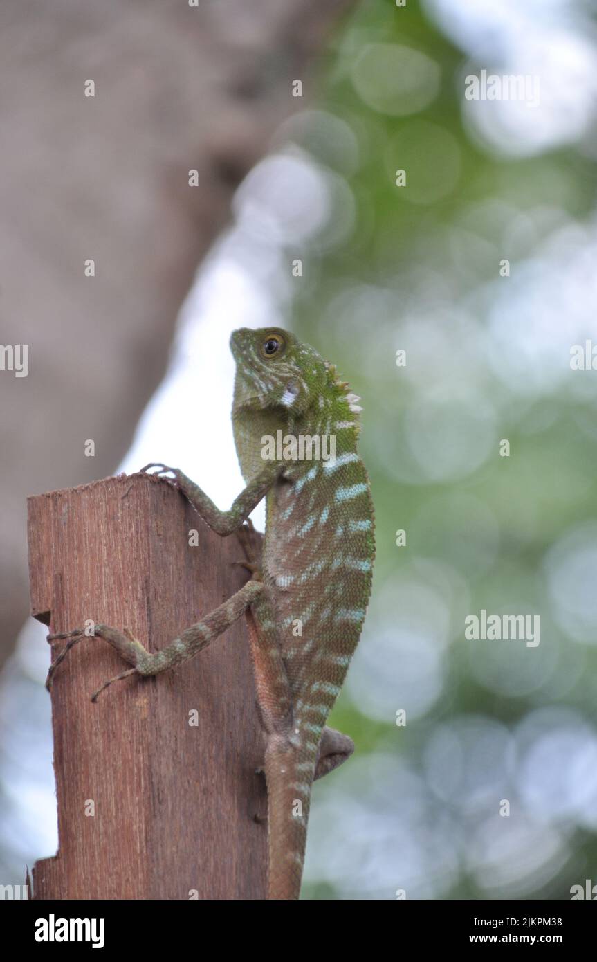 Fauna tropical fauna vertical hi-res stock photography and images - Alamy